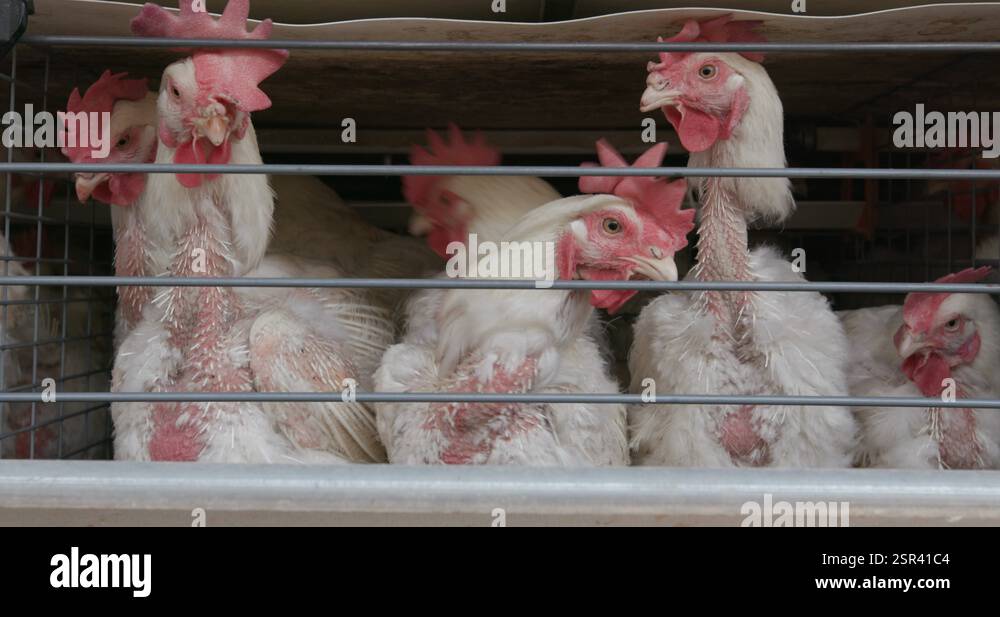 4K close-up front view of cramped chickens in a large scale egg laying ...