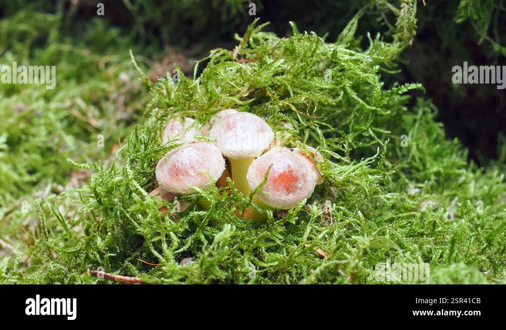 Sulphur tuft, sulfur tuft or clustered woodlover. On a mossy tree stump ...