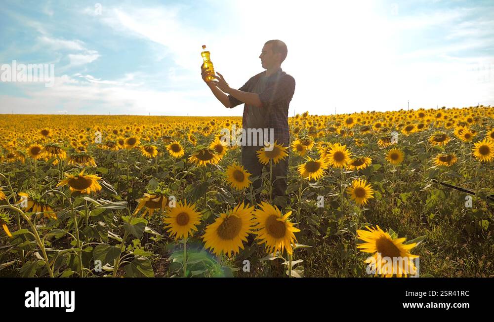 Man farmer hand hold bottle of sunflower oil the field at sunset. man ...