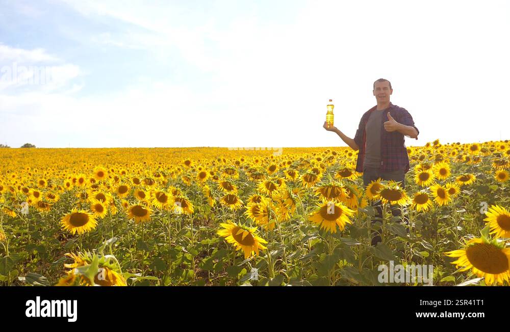 Man farmer hand hold bottle of sunflower oil the field at sunset. man ...