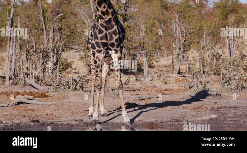 4K close-up view of one giraffe bending down to drink at a waterhole ...