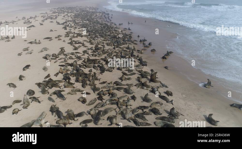 4k aerial fly over close-up view of a large group of Cape fur seals ...