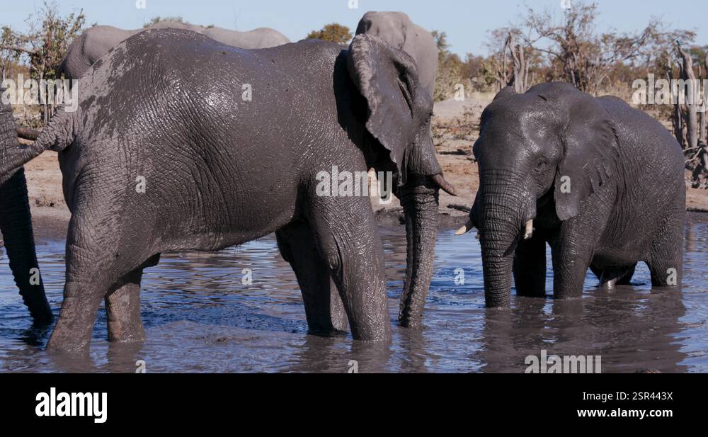 4K close-up view two elephants interacting and mud bathing in a ...