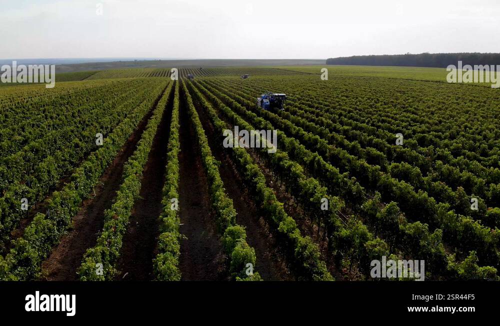 Aerial View Of Tractors Harvesting Grapes In A Vineyard. Autumn Harvest ...