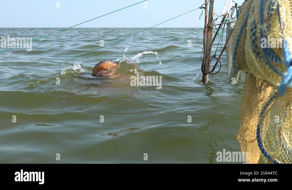 Fisherman repair nets fishing Stock Videos & Footage - HD and 4K Video ...