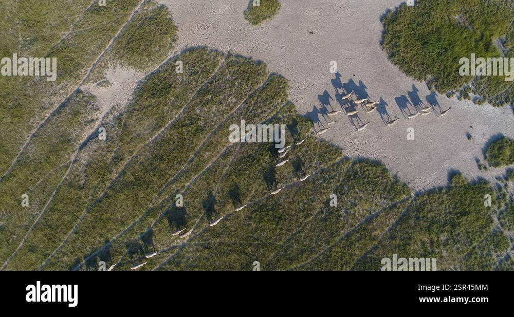 4K high aerial view of a herd of migrating zebra using old animal ...