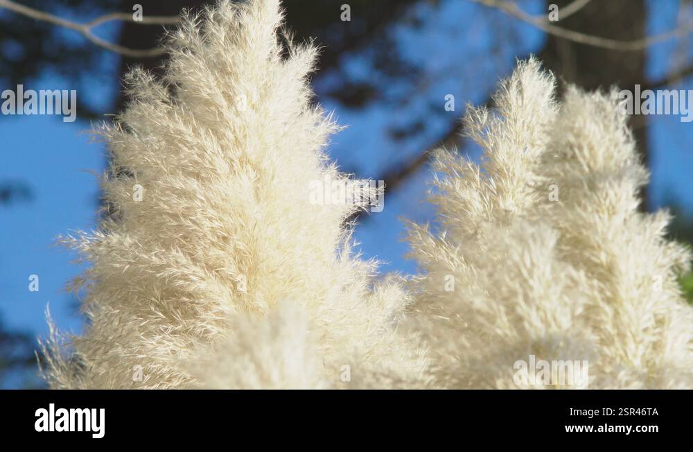 Silver feather grass swings in the wind. plants slowly move in the wind ...