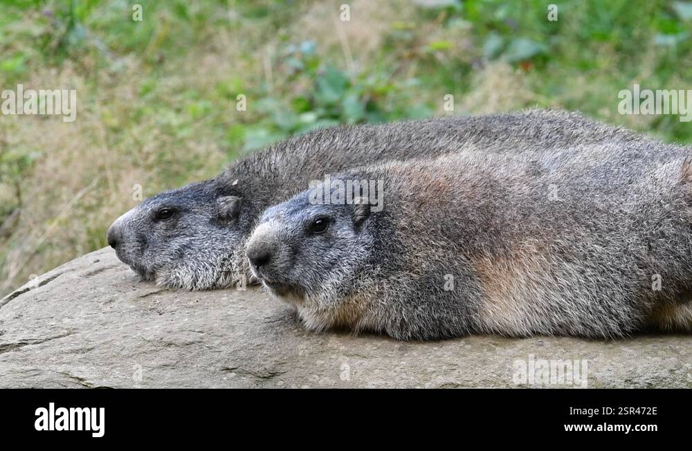 Two Alpine marmots (Marmota marmota) sunbathing on rock Stock Video Footage - Alamy
