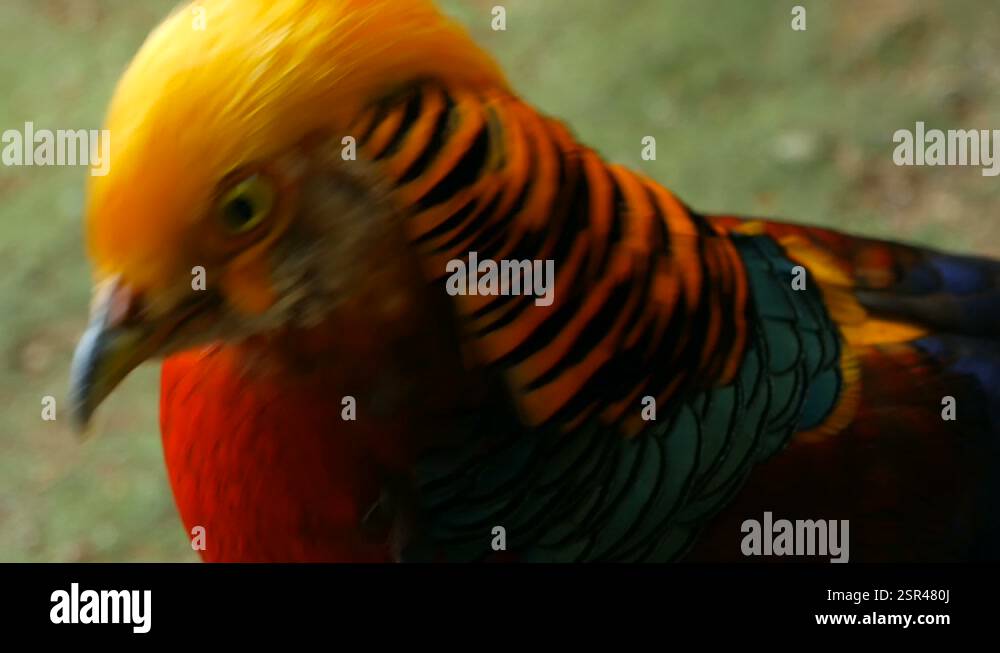 Magnificent elegant male of Chinese Red Golden pheasant, Chrysolophus ...