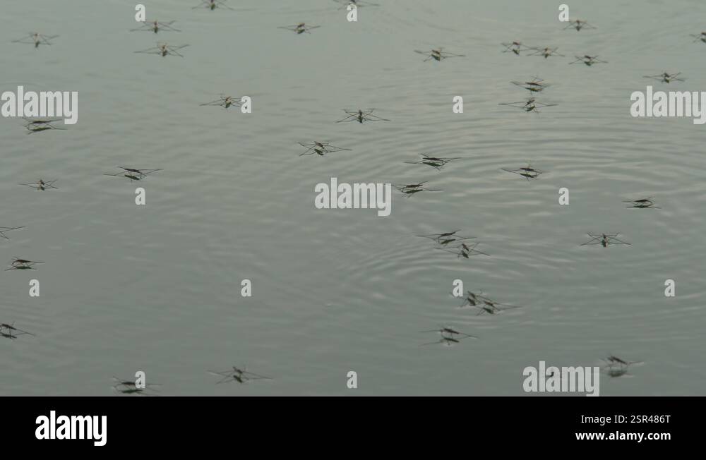 Black bugs of Gerris lacustris water meter on the surface of lake Stock ...