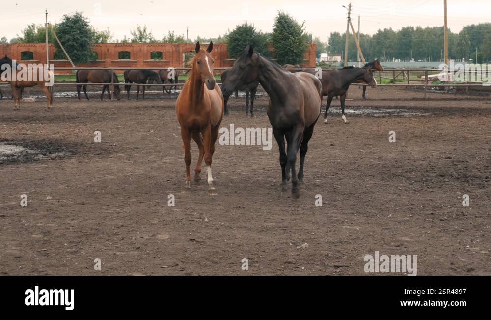 Beautiful horses in pen, cute domestic animals in livestock in rural ...