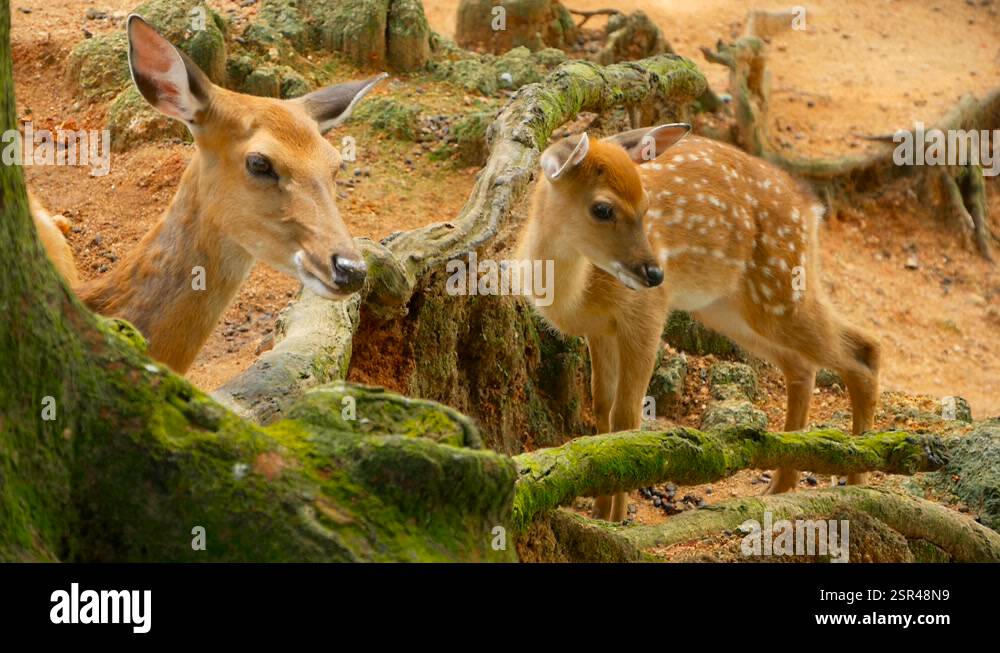 Wildlife scene. Young fallow whitetail deer, wild mammal animal in ...