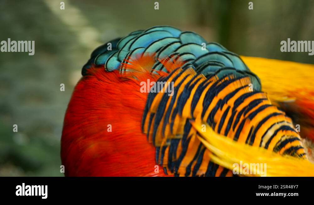 Magnificent elegant male of Chinese Red Golden pheasant, Chrysolophus ...