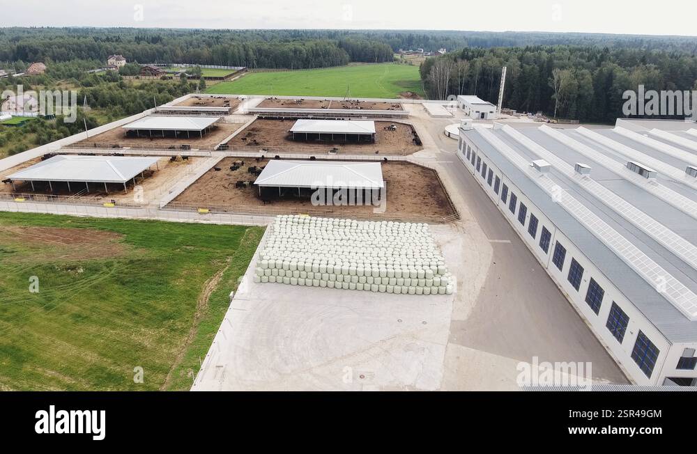Sky view of cows roam in large square paddocks in area of agricultural ...