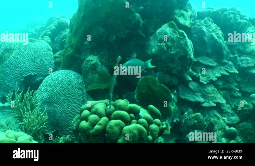 Queen Parrotfish, Trumpet Fish, Squirrelfish and Stoplight Parrotfish ...