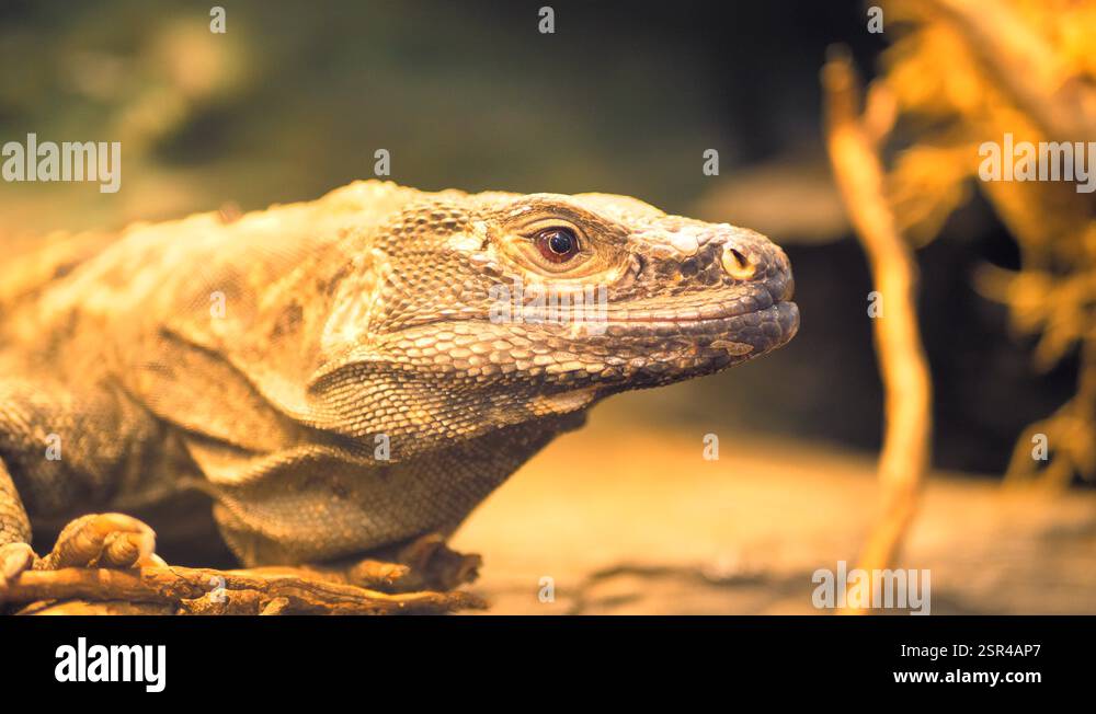 Varanus lizard Stock Videos & Footage - HD and 4K Video Clips - Alamy