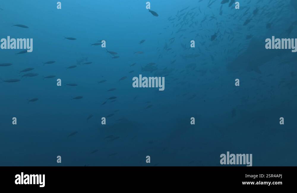 Underwater ocean scenery, a lot of sharks feeding underwater Stock ...