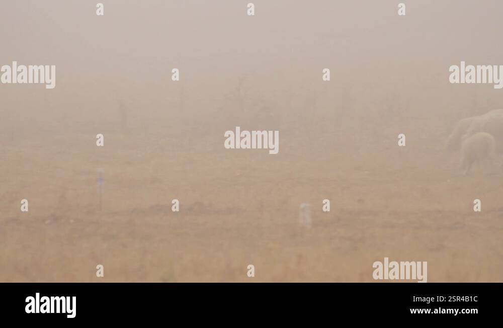 Sheep in the Mist. Shot. Very early on an autumn morning and the flock ...