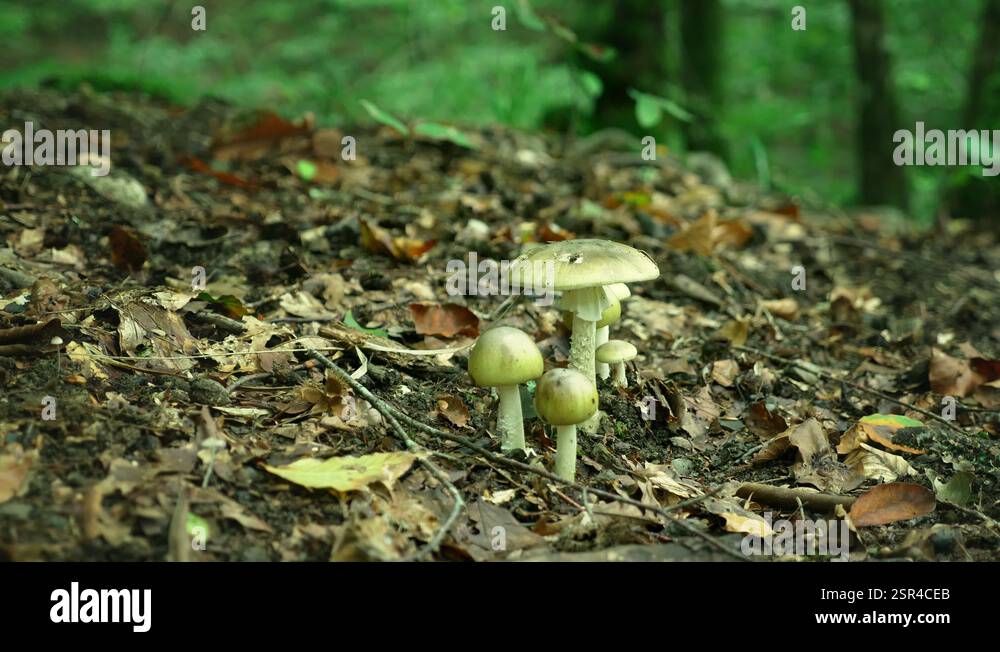 man kicks a toadstool with his foot, while gathering mushrooms in the ...