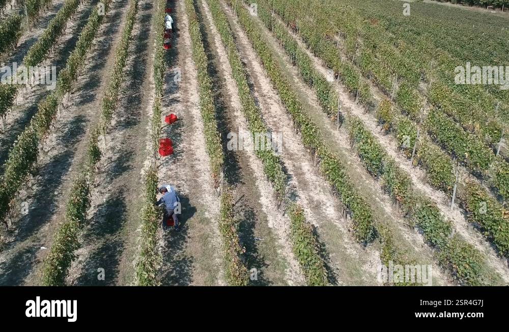 Italian grape harvest for wine in vineyards Stock Video Footage - Alamy