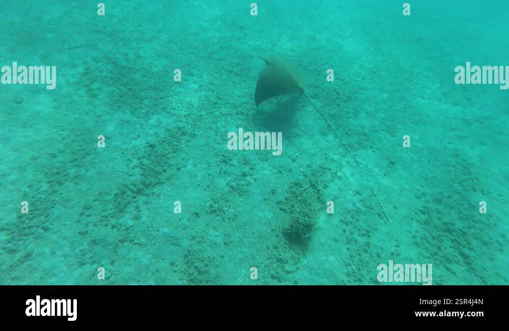 A batoidea, also know as ray fish swimming away scared, underwater ...