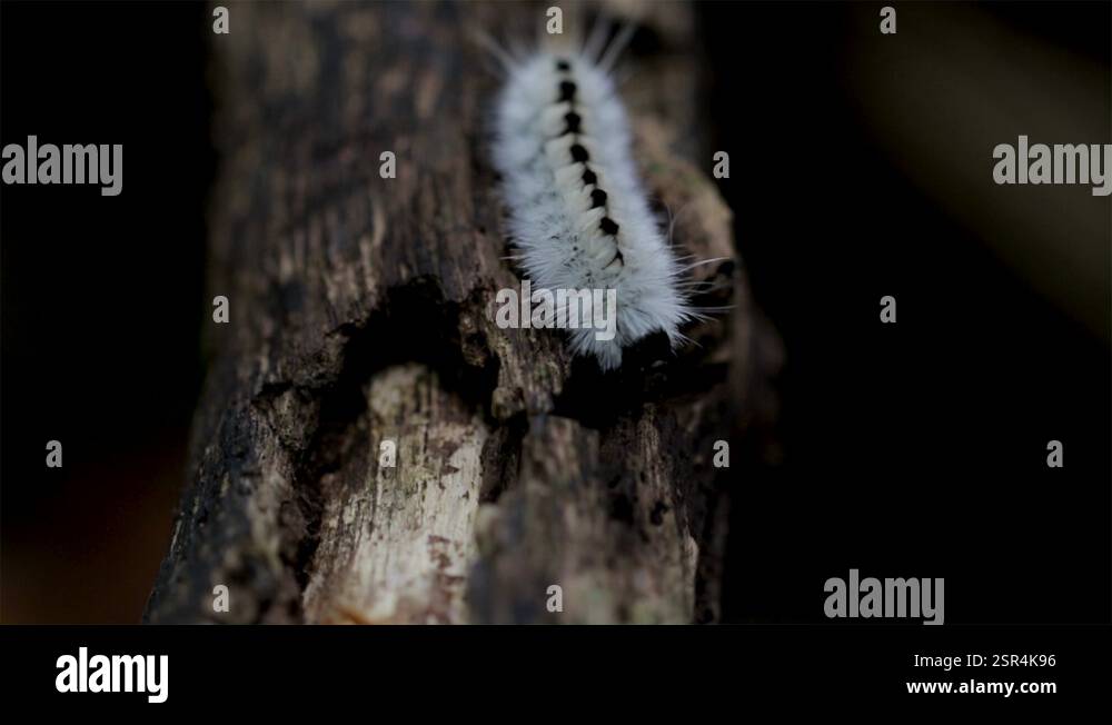 White fuzzy caterpillar wander down a tree branch. Bug life Stock Video ...