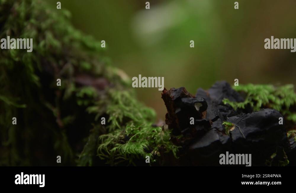 Rack focus shot of moss growing on tree at Redwood National and State ...