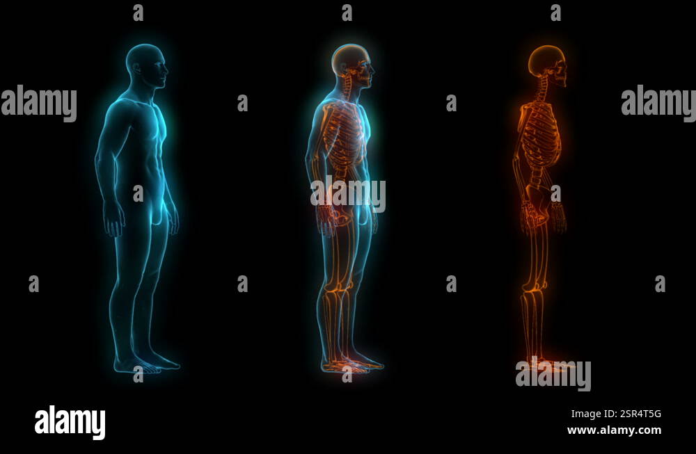 Rotating Male body scan with musculoskeletal system. Seamless loop ...
