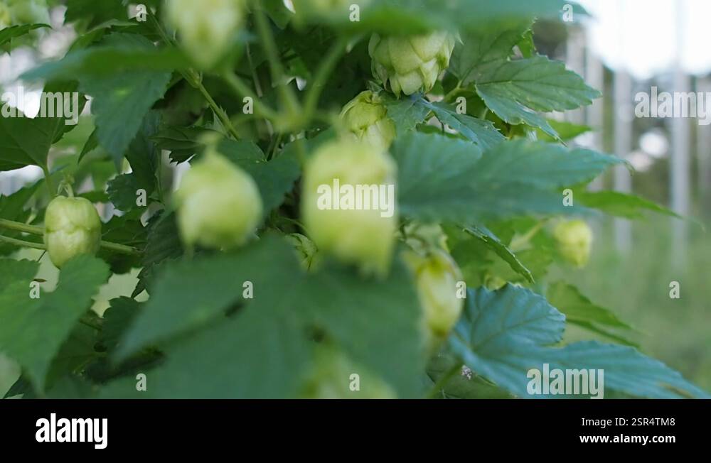 Plants and flowers of hops in 4k Stock Video Footage - Alamy