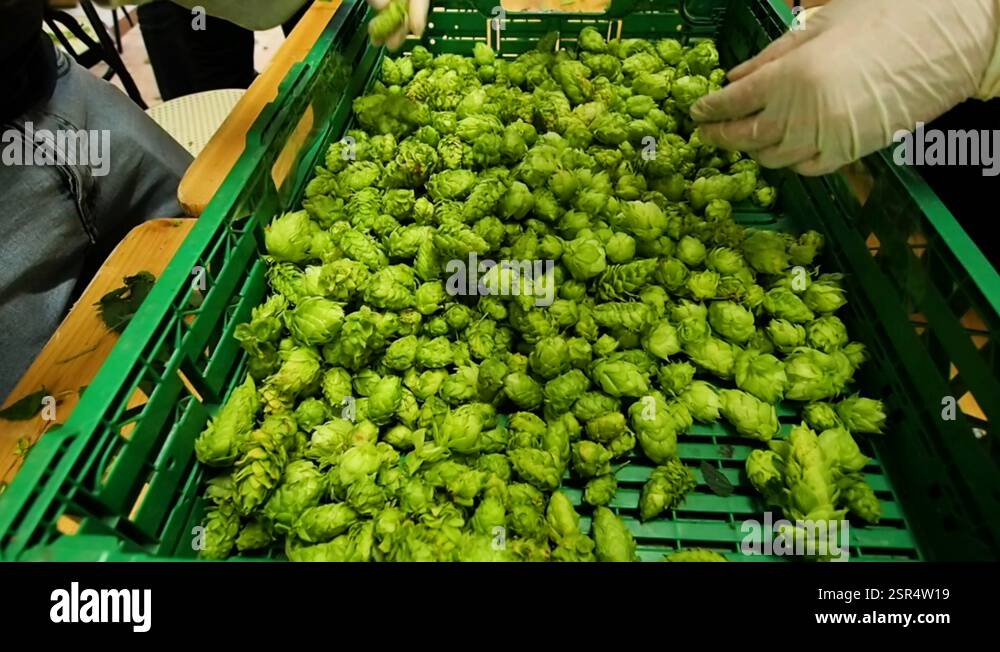 Selection of hops flowers in 4k Stock Video Footage - Alamy