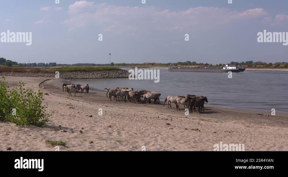 Konik horses enjoy a cool breeze on the river beach due to the low ...