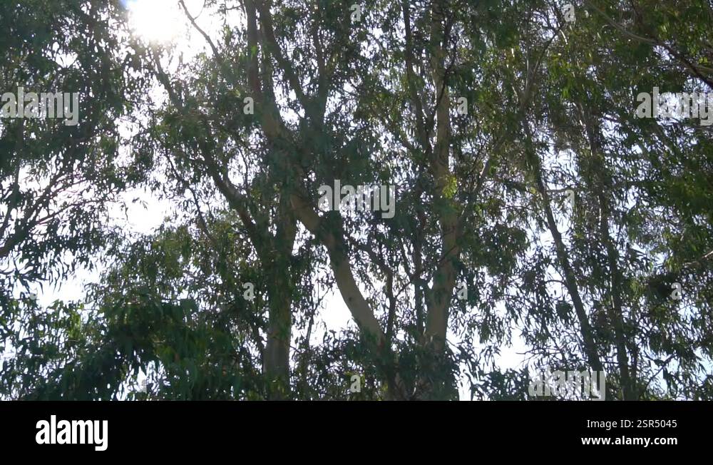 Woods Trees Looking Up Moving Camera Dolly Sun Light Stock Video ...