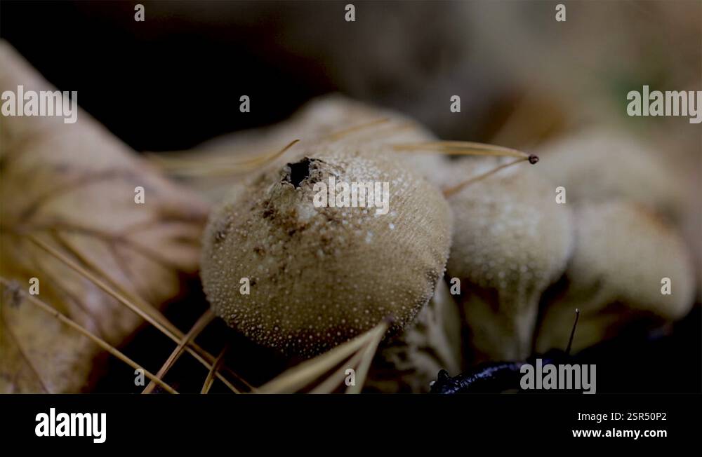 Old puffball Stock Videos & Footage - HD and 4K Video Clips - Alamy