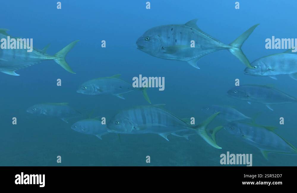 school of Trevally swim in the blue water. Blue Trevally - Carangoides ...
