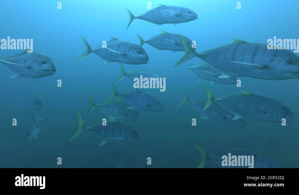 school of Trevally swim in the blue water. Blue Trevally - Carangoides ...