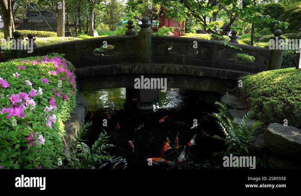 Fish pond in senso ji temple Stock Videos & Footage - HD and 4K Video ...