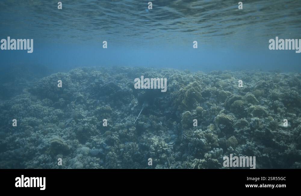 Mangrove whipray (Himantura granulata) swimming over coral reef ...
