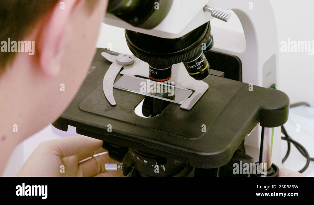 Veterinarian looking at biological sample from dog's ear under ...