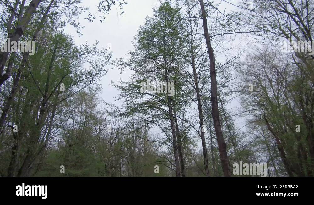 Angel trees Stock Videos & Footage - HD and 4K Video Clips - Alamy