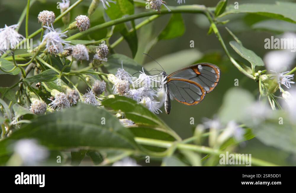 Butterfly rests on a flower and takes the pollen out of the it Stock ...