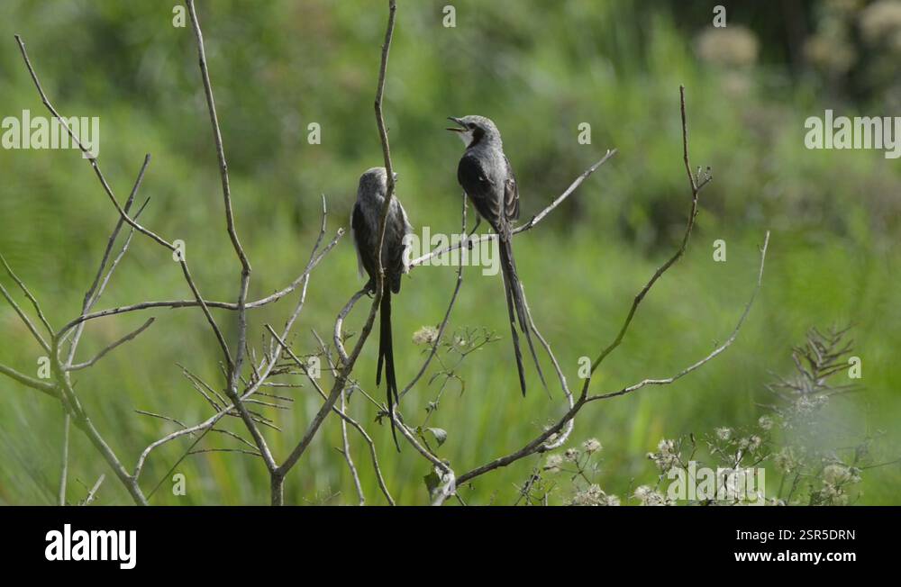 Compilation of Streamer tailed Tyrant birds perched on a branch Stock ...
