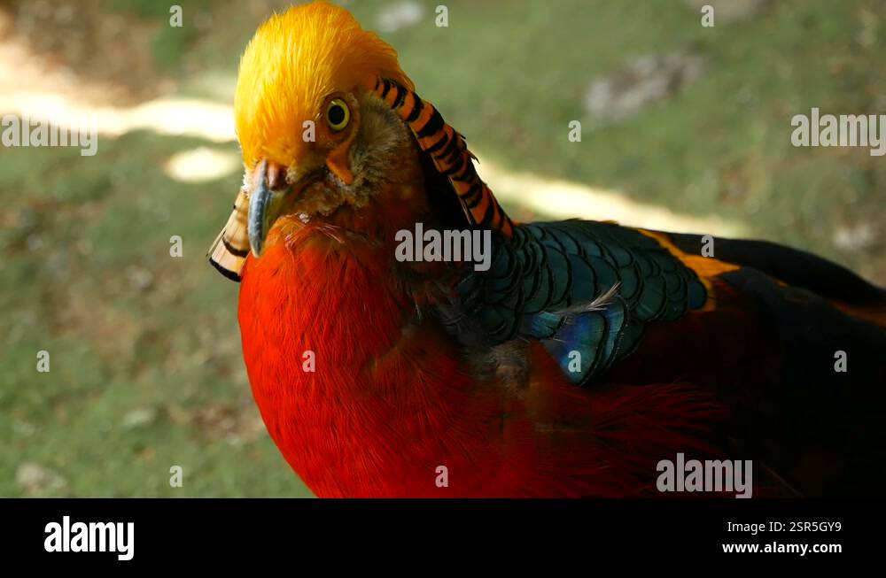 Magnificent elegant male of Chinese Red Golden pheasant, Chrysolophus ...