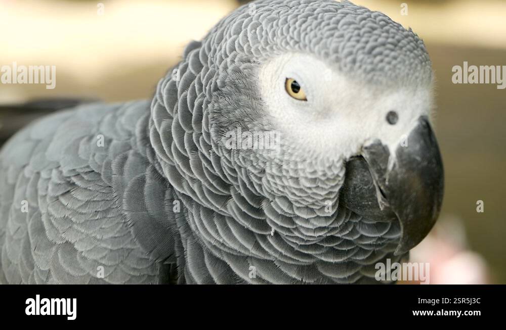 Red-tailed monogamous African Congo Grey Parrot. Companion Jaco is ...