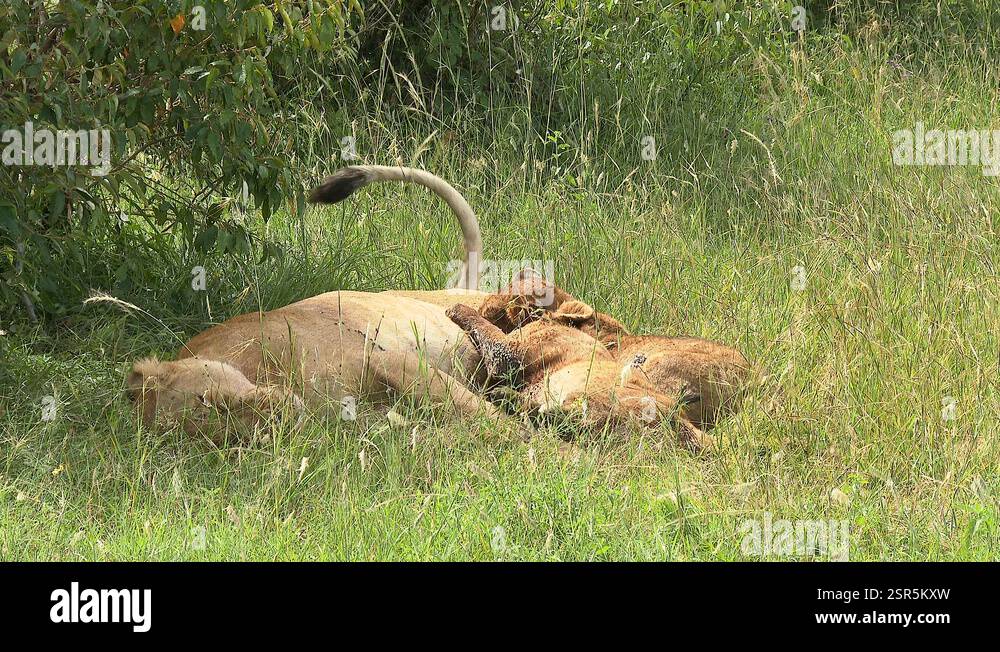 Lion (Panthera leo) cubs suckling Stock Video Footage - Alamy