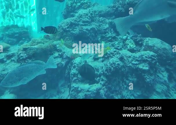 High-quality video of diverse aquarium life, including saltwater fish ...