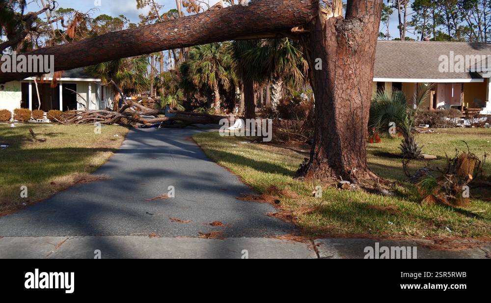 Huge downed pine trees, and gutted houses slow drive by after Hurricane ...