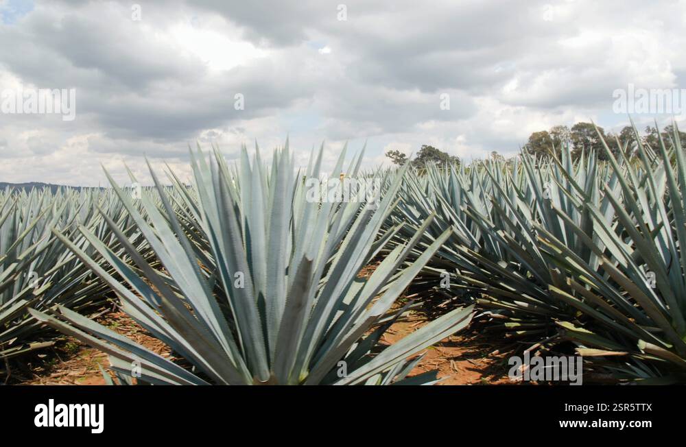 Agave Plants Dark Red Soil. 4k Camera Walks Adjacent and Pans the ...