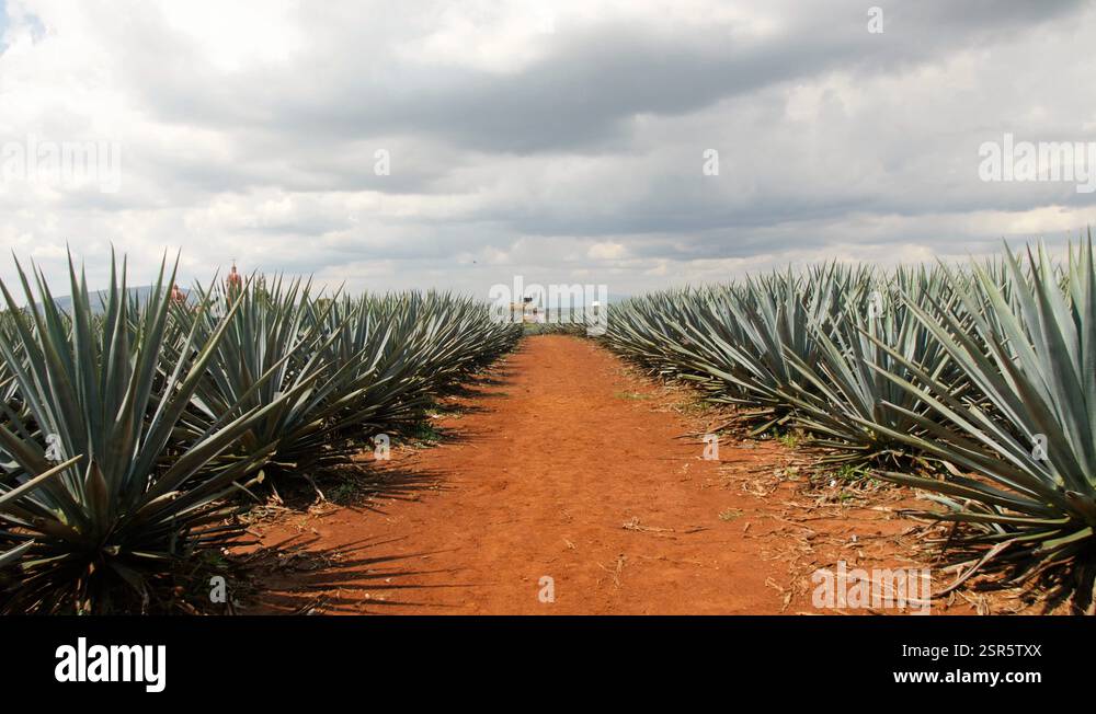 Bright red agave Stock Videos & Footage - HD and 4K Video Clips - Alamy