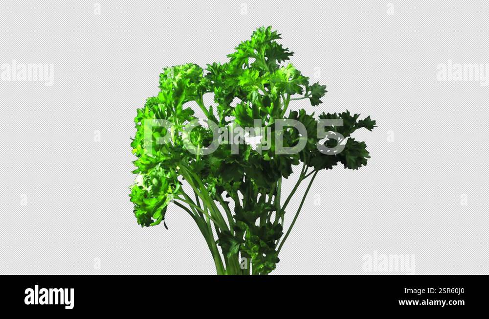 Phototropism effect in growing lettuce, 4K with ALPHA channel Stock ...