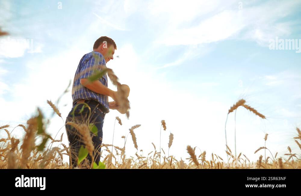 old farmer man baker silhouette holds a golden bread and loaf in ripe ...